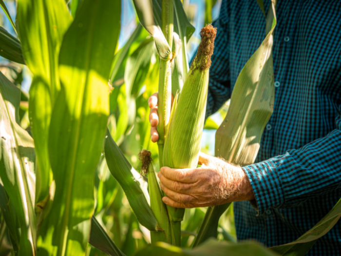 Extracto de maíz en la agricultura: usos y beneficios