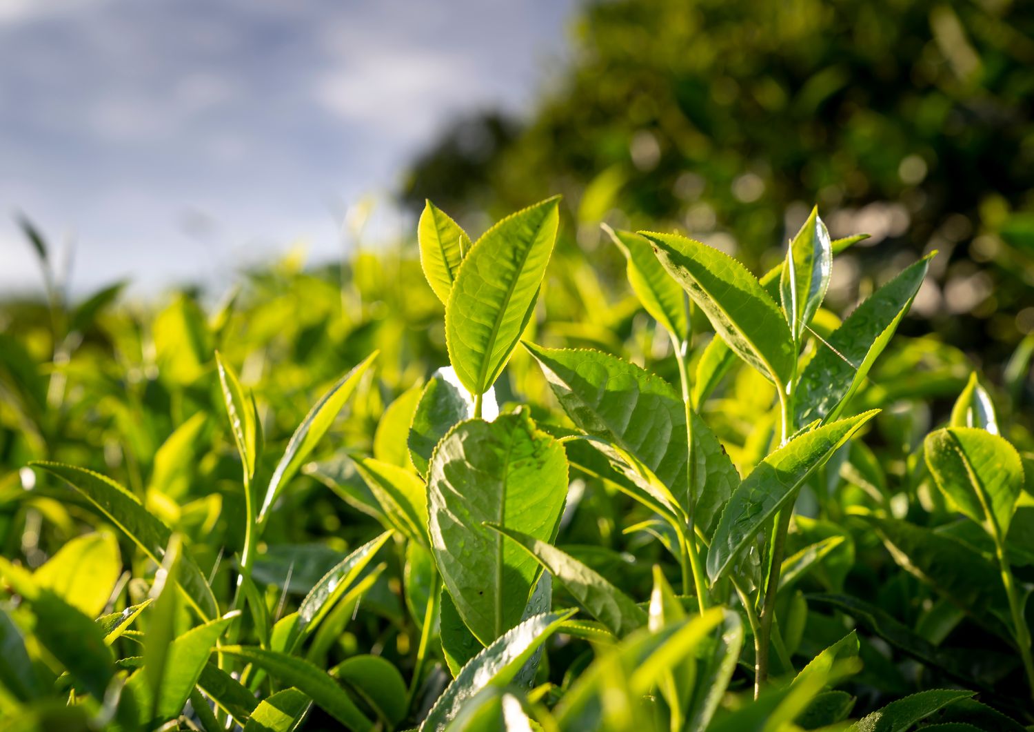 How Spring Affects Agriculture: Opportunities and Challenges