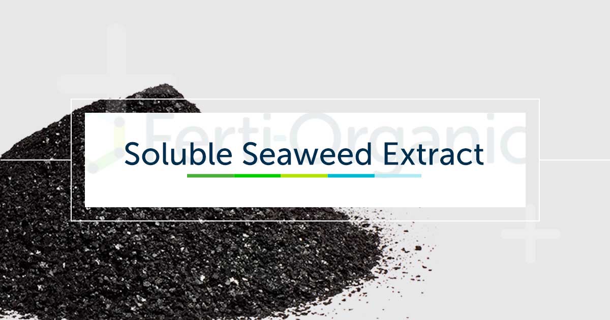 Soluble Seaweed Extract oregon is derived from fresh seaweed | Ferti ...